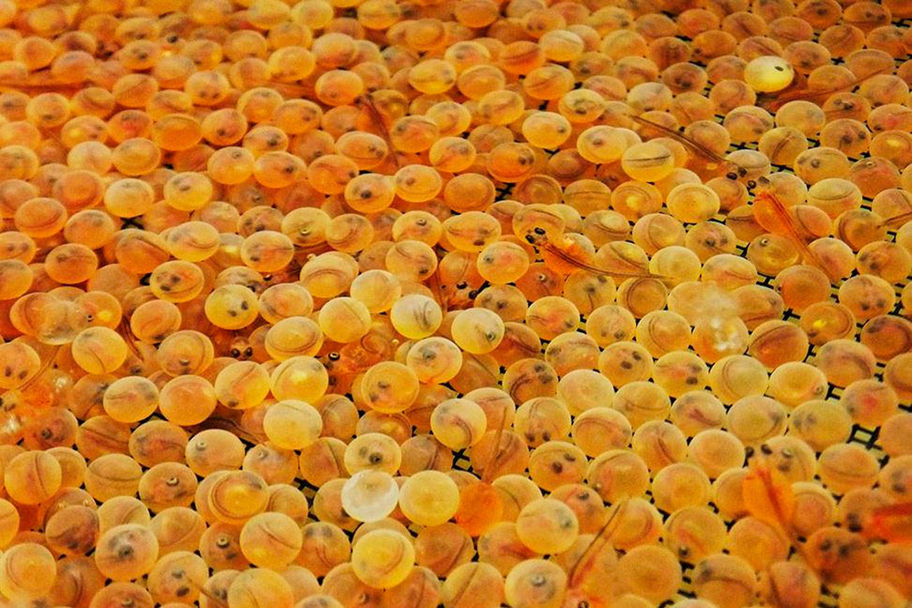 Bonney Lake gets new fish egg facility | Courier-Herald