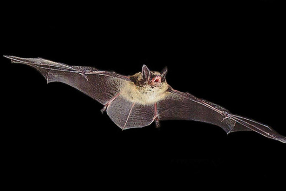 7 things to know about bats and rabies | Public Health Insider ...