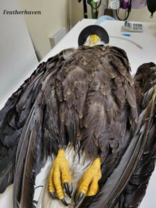 Bald eagle found shot in Enumclaw | Courier-Herald