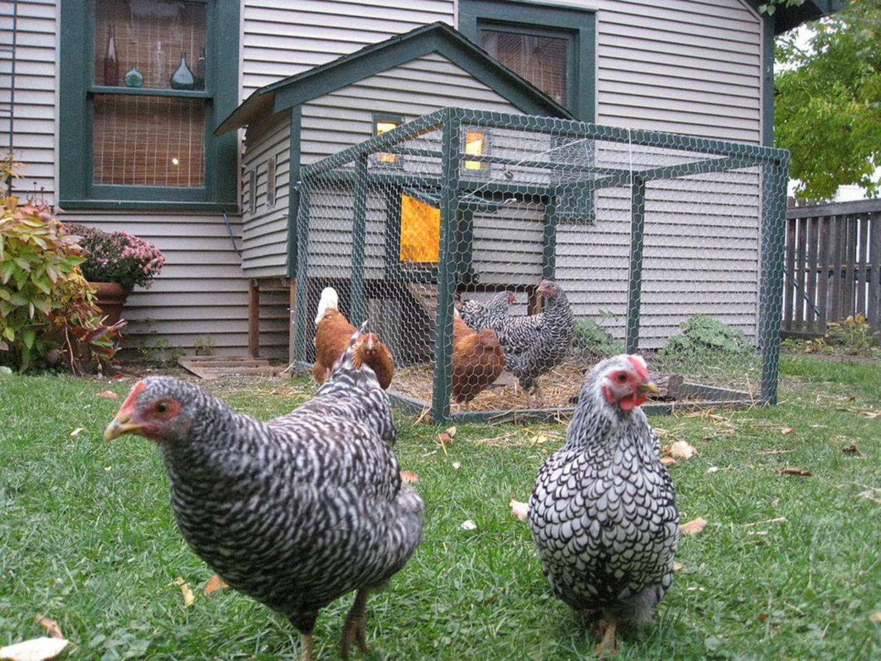 The complete guide to raising backyard chickens | Courier-Herald