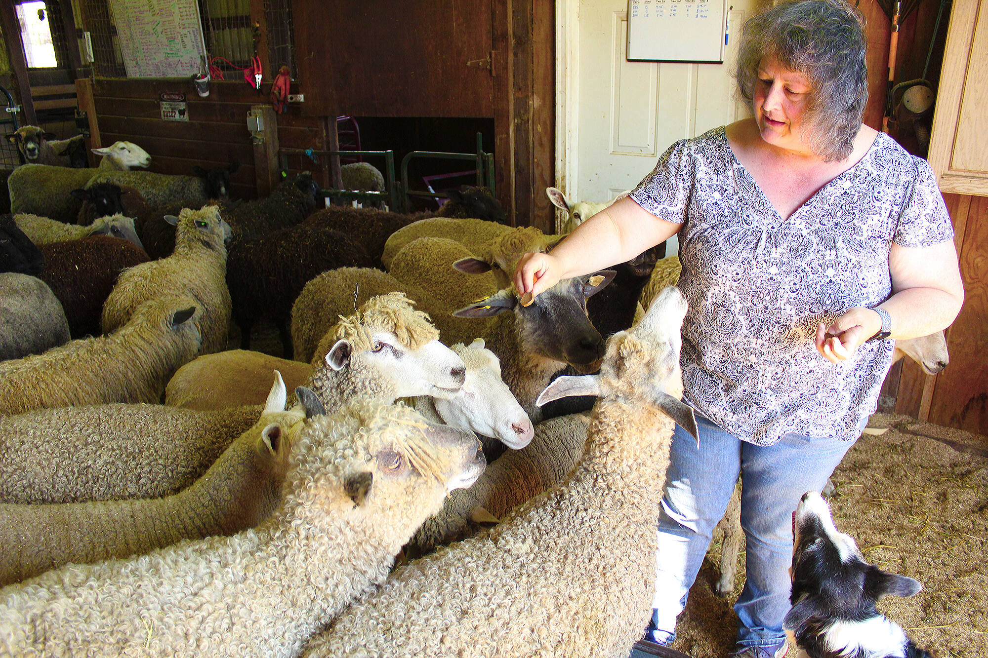 Local sheep sanctuary looking for financial support | Courier-Herald