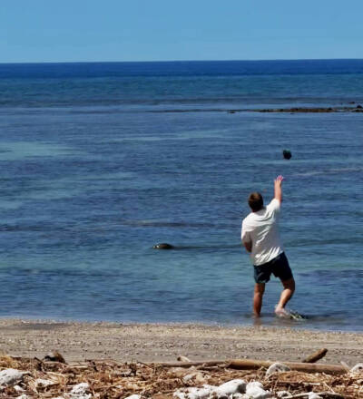 Covington man faces charge for throwing rock at Hawaiian monk seal ...